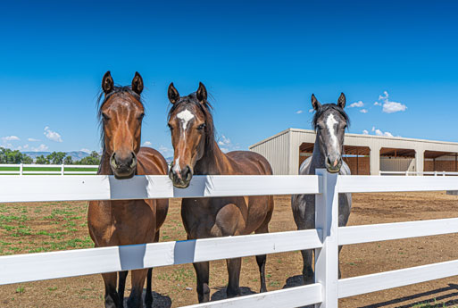 Mare Services - Vet in New Berlin | Leatherstocking Veterinary Group