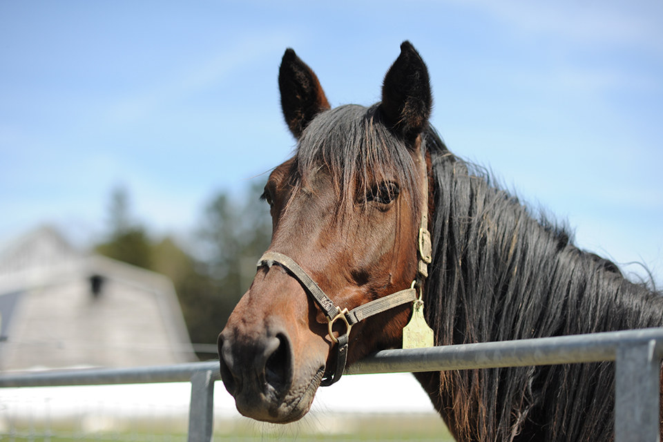 Stallion Services - Vet in New Berlin | Leatherstocking Veterinary Group