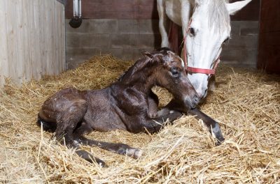 Angular Limb Deformities in Foals - Leatherstocking Veterinary Group