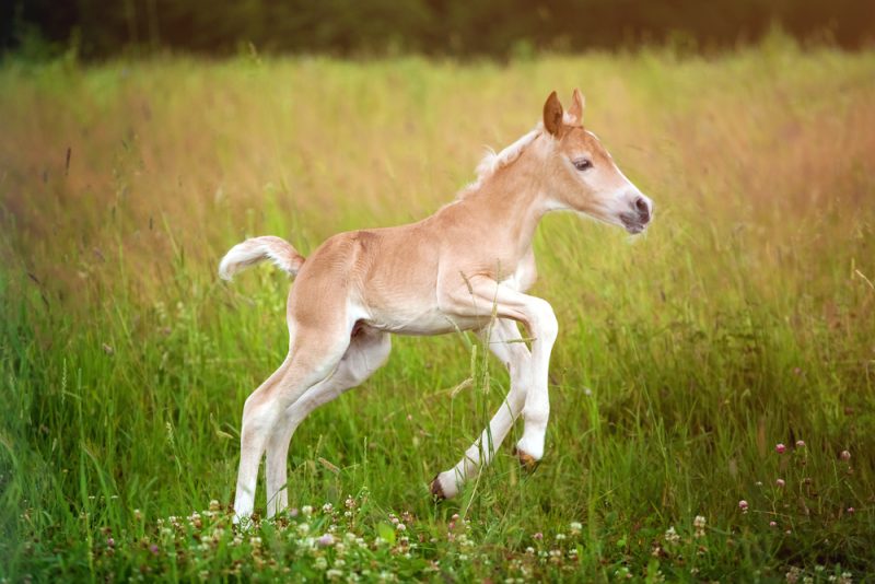 Angular Limb Deformities in Foals - Leatherstocking Veterinary Group