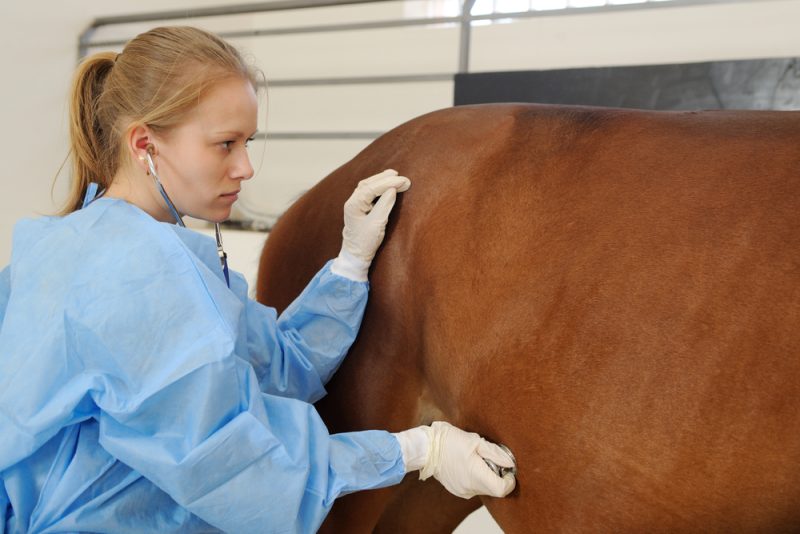 Equine Asthma - Leatherstocking Veterinary Group