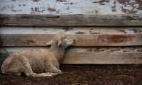Copper Toxicity in Sheep - Leatherstocking Veterinary Group