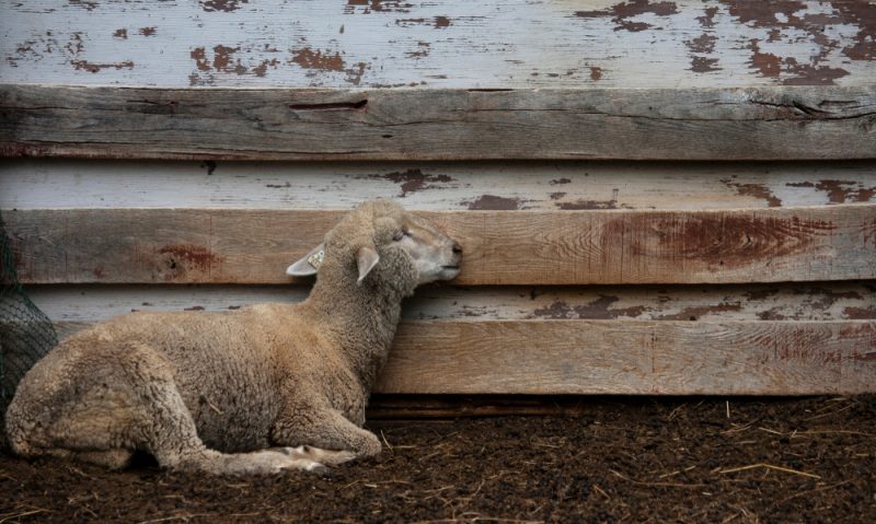 Copper Toxicity in Sheep - Leatherstocking Veterinary Group