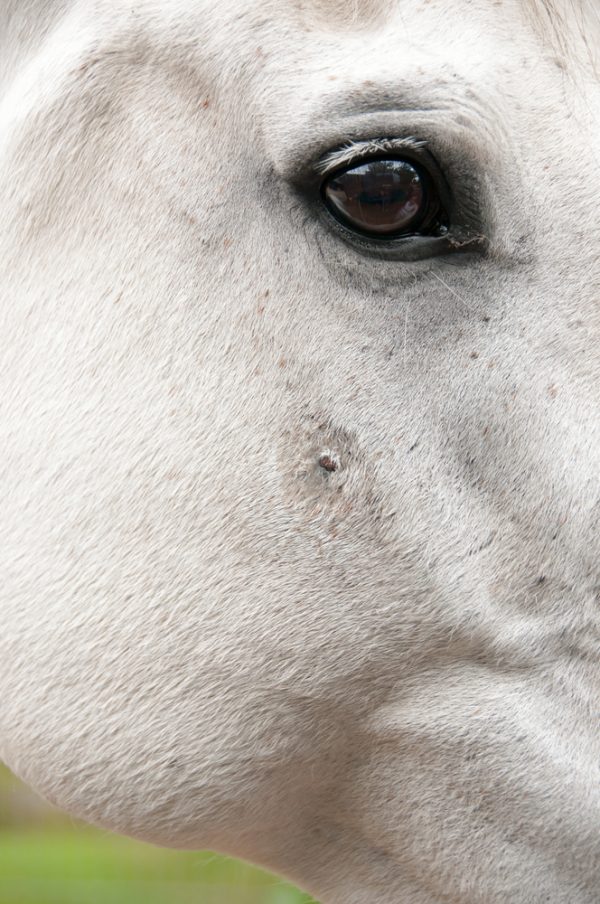 4 Common Equine Dermatologic Tumors - Leatherstocking Veterinary Group