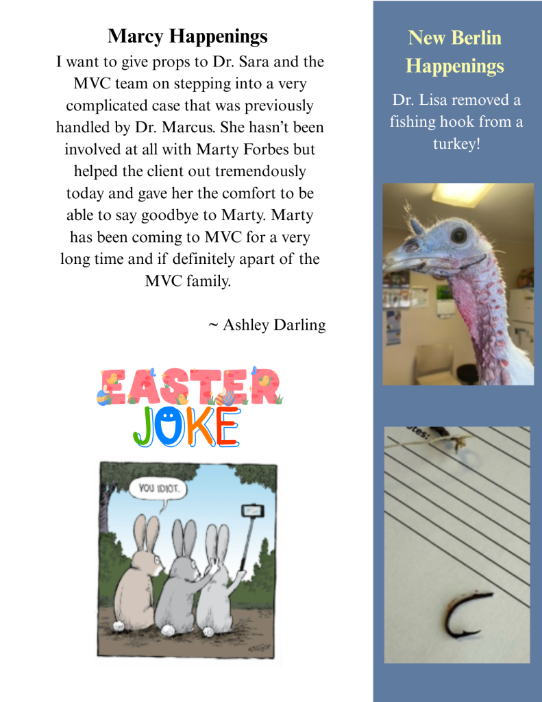 Kitty Litter 4.4.25 - Leatherstocking Veterinary Group
